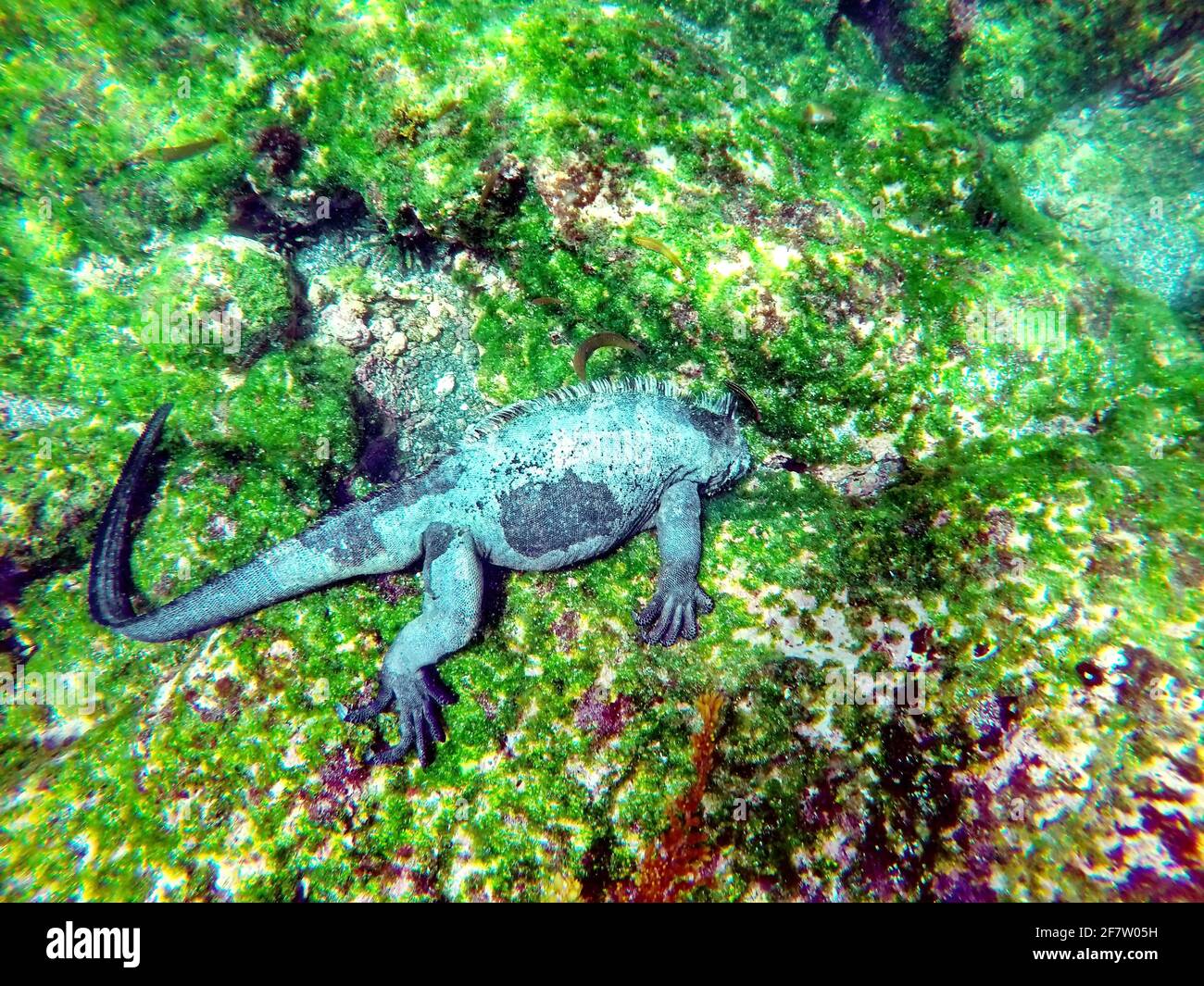 Marine iguana eating seaweed underwater at Punta Espinoza, Fernandina ...