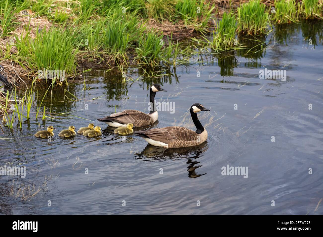 Canadian Goose in Spring Season Stock Photo - Alamy