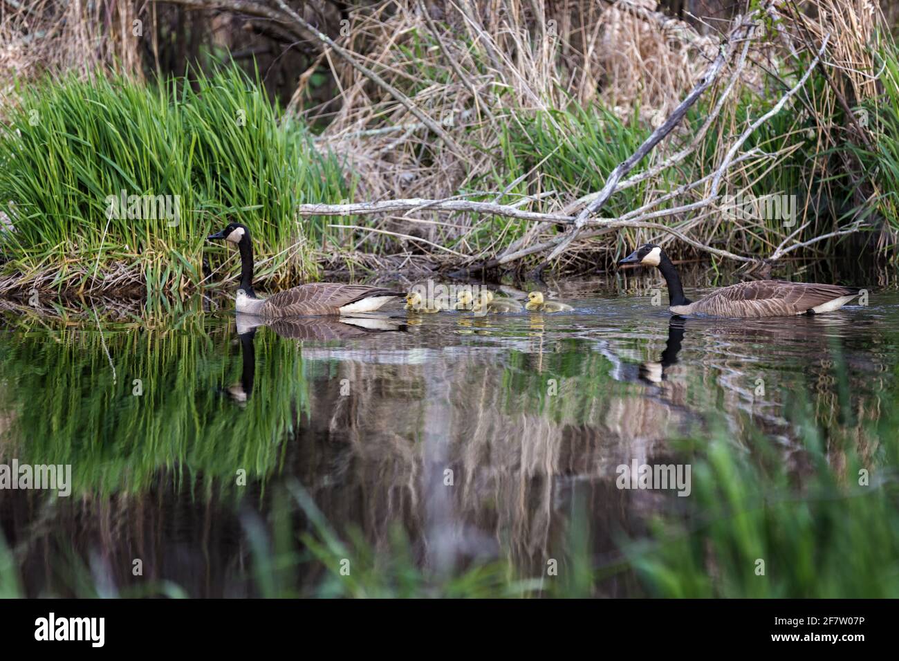 Canadian Goose in Spring Season Stock Photo - Alamy