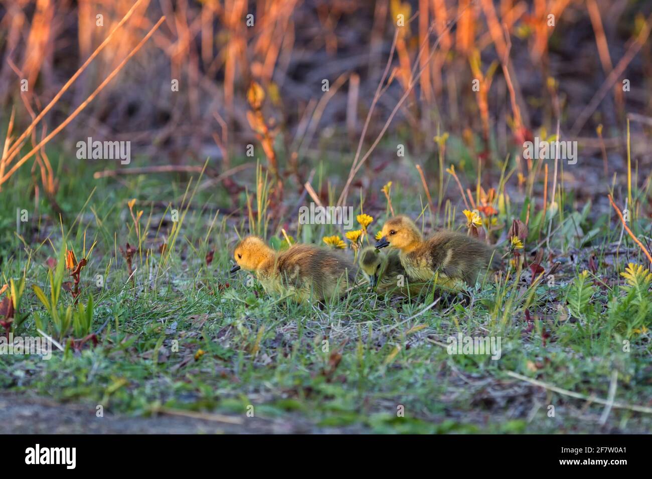 Canadian Goose in Spring Season Stock Photo - Alamy