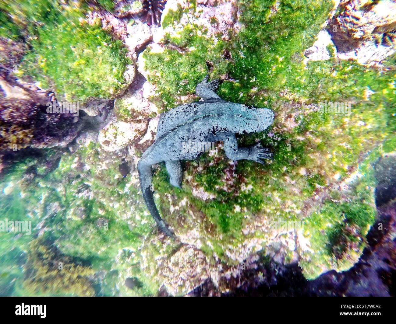 Iguana eating seaweed hi-res stock photography and images - Alamy