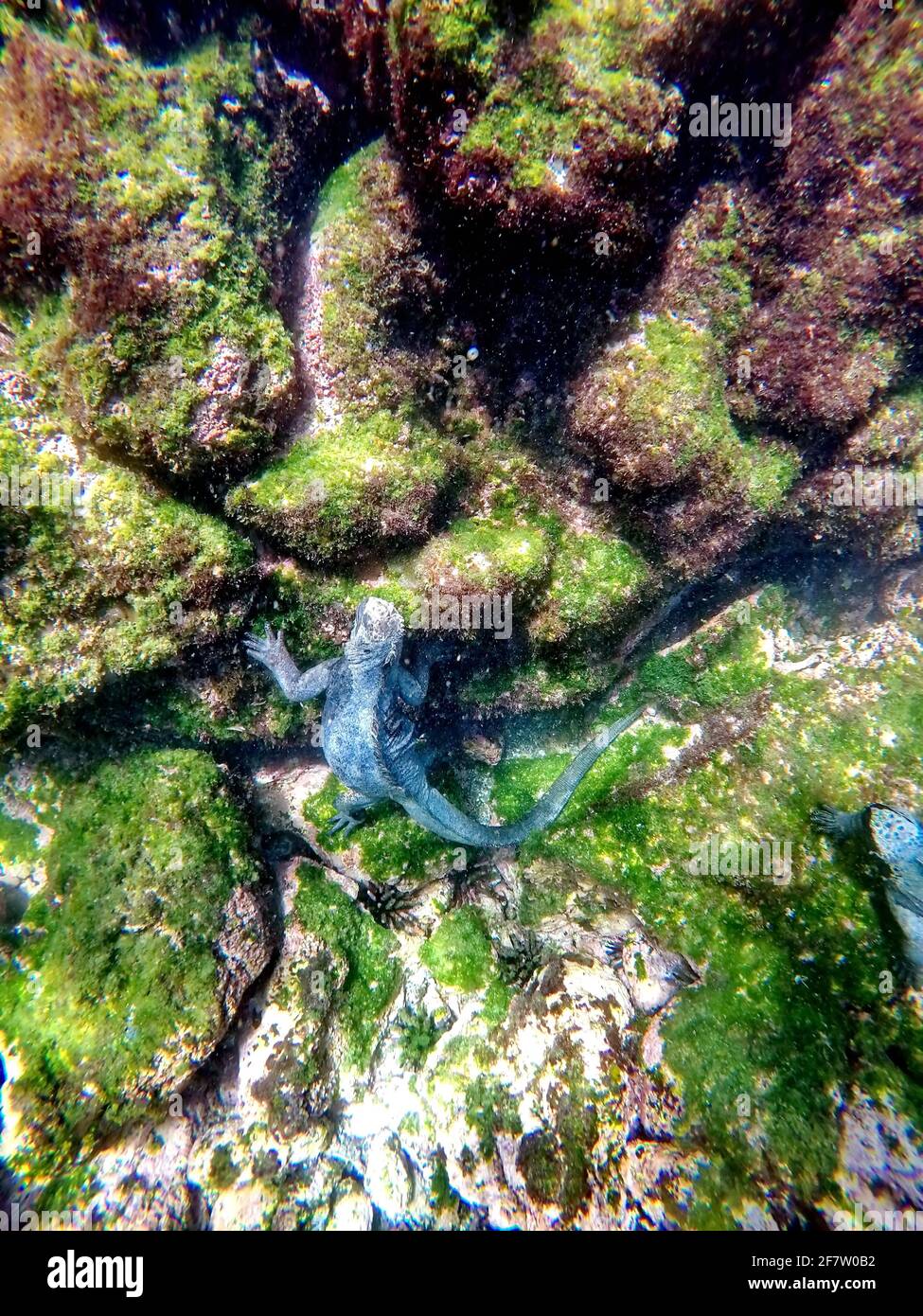 Marine iguana eating seaweed underwater at Punta Espinoza, Fernandina ...