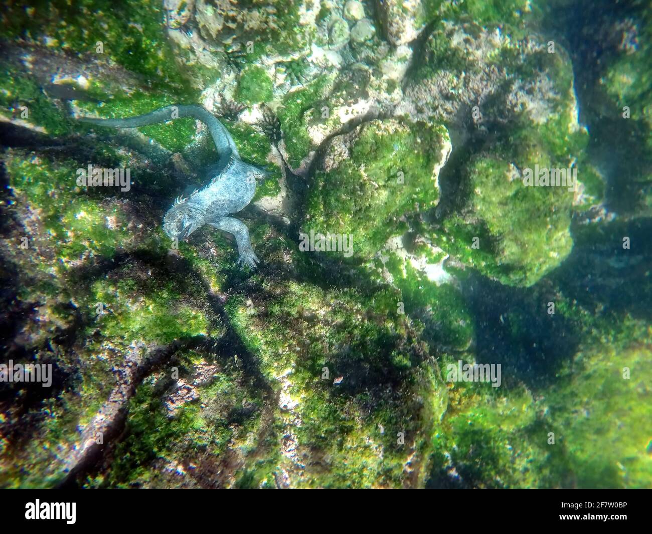 Marine iguana eating seaweed underwater at Punta Espinoza, Fernandina ...