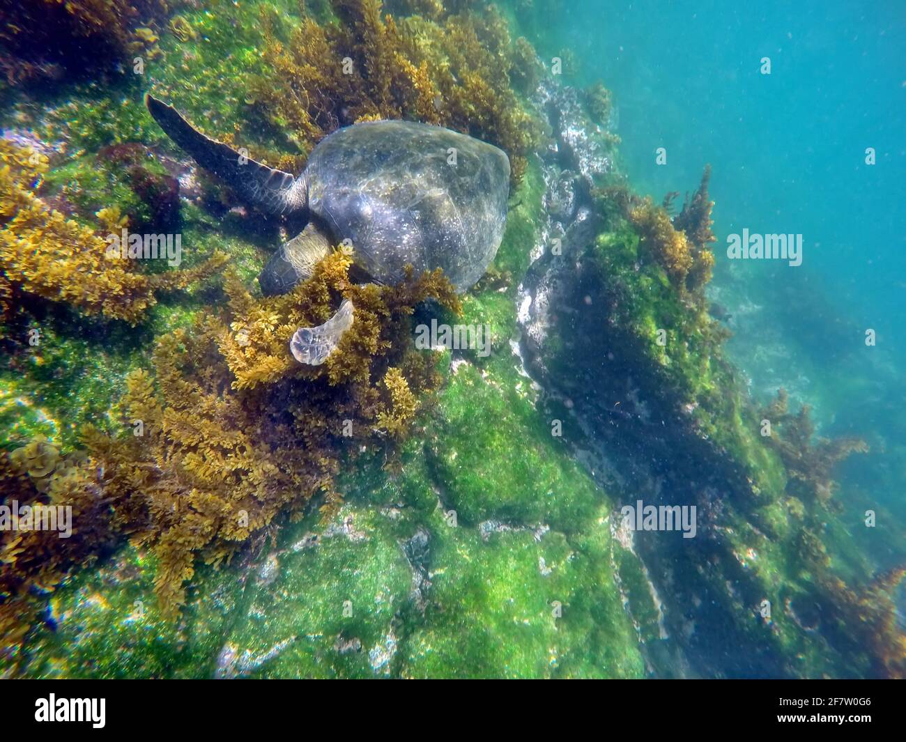 Galapagos green turtle eating seaweed at Punta Espinoza, Fernandina ...
