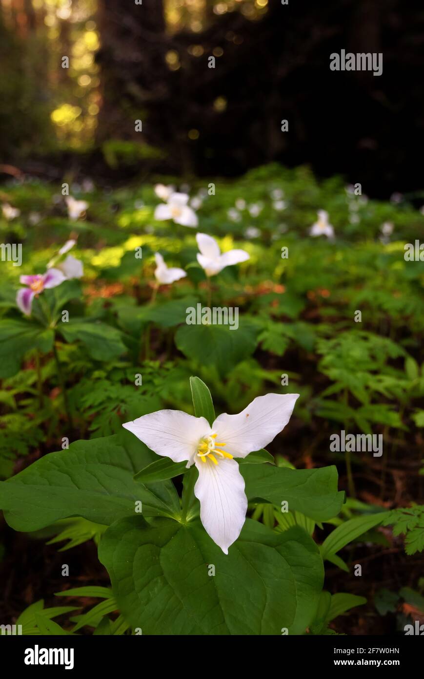 Vertical shot of a trillium flower in a redwood forest, Northern ...