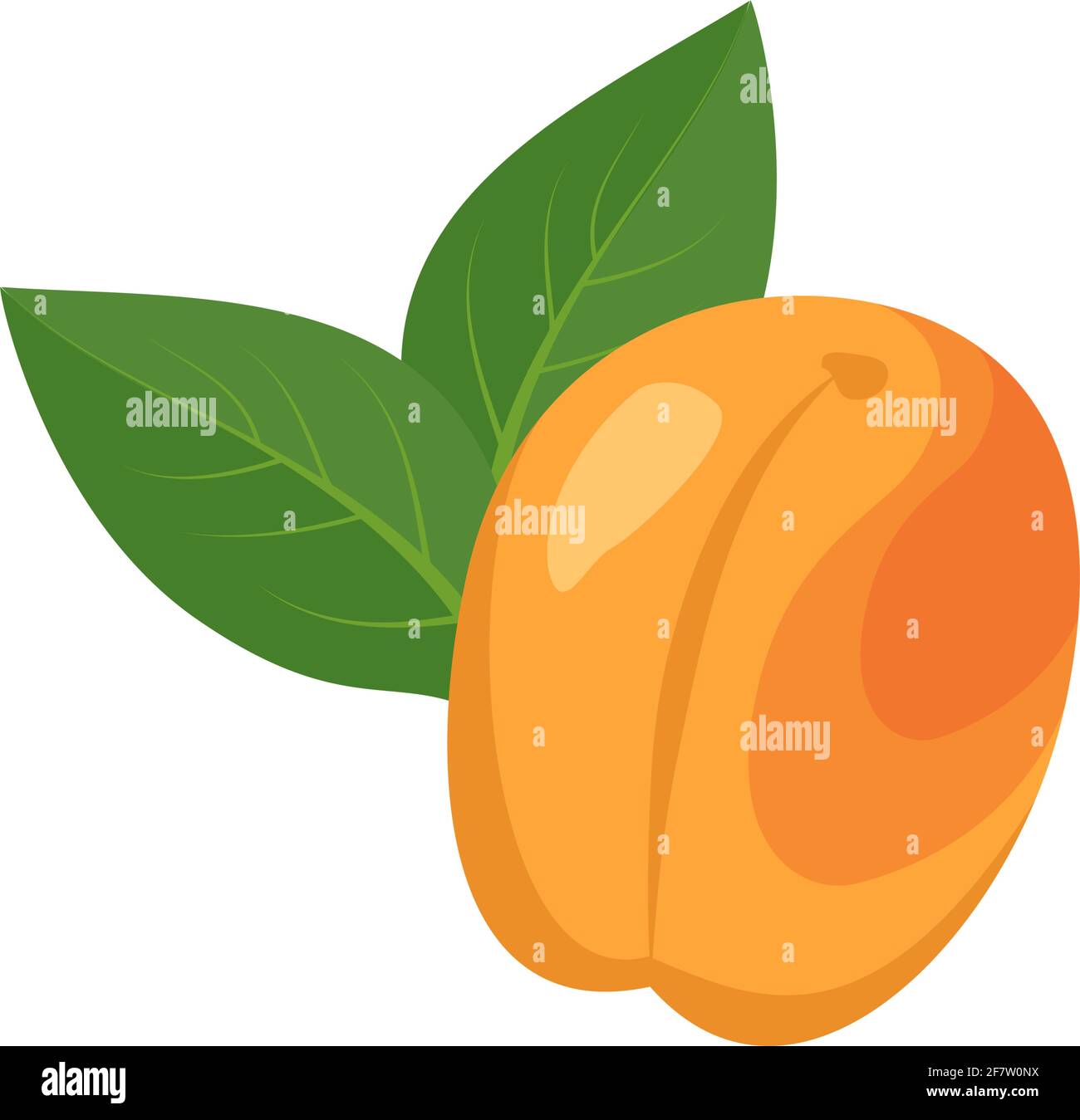 Tropical fruits closeup Stock Vector Images - Alamy