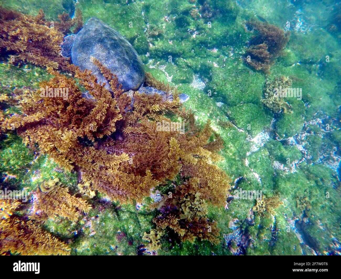 Galapagos green turtle eating seaweed at Punta Espinoza, Fernandina ...