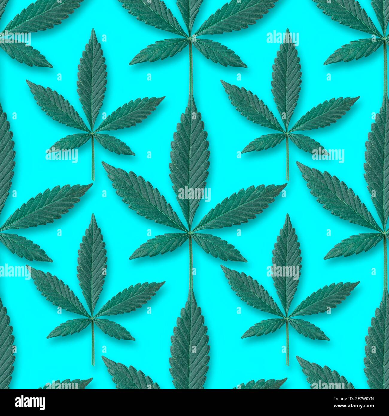 seamless pattern of green fresh cannabis sativa leaves (marijuana) on ...