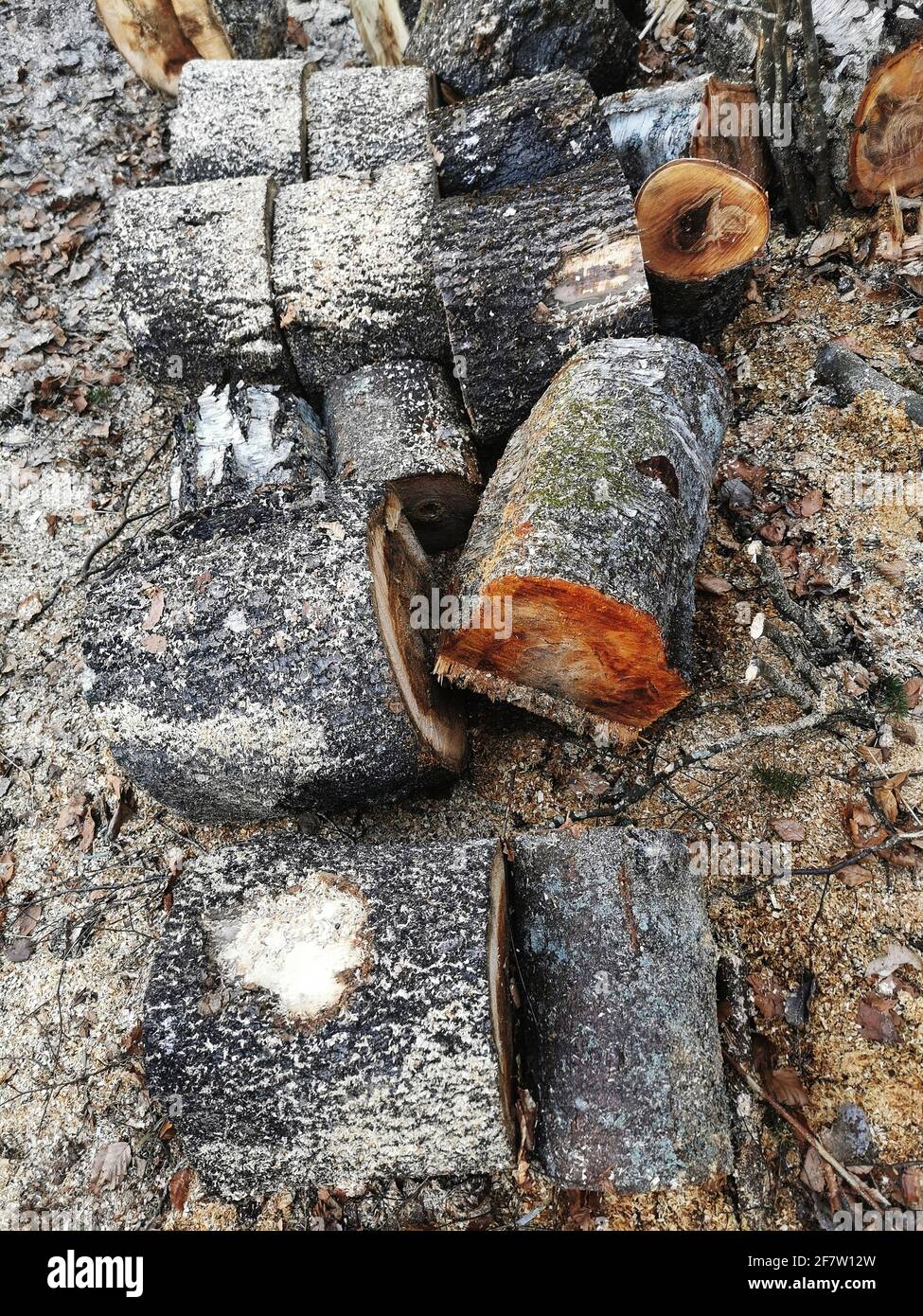Vertical shot pile logs hi-res stock photography and images - Alamy