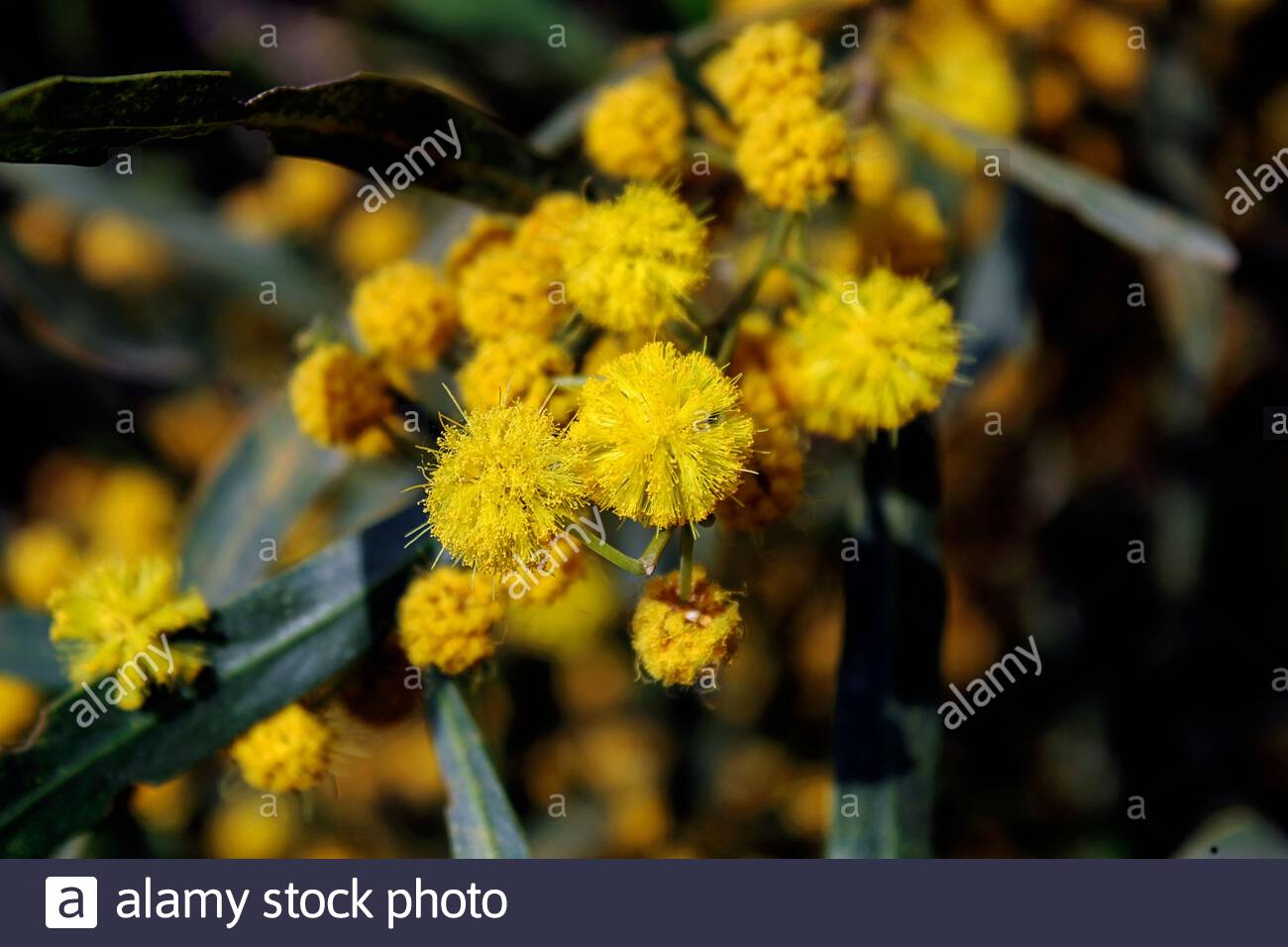 Acacia Pycnantha High Resolution Stock Photography and Images - Alamy