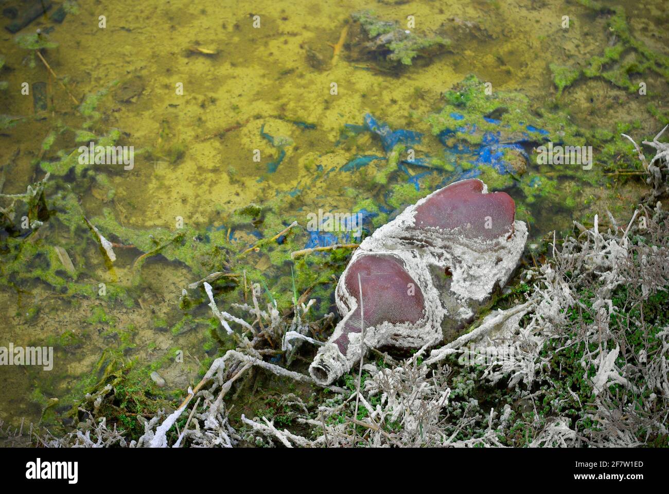 A puddle with green moss and garbage in a polluted area Stock Photo - Alamy