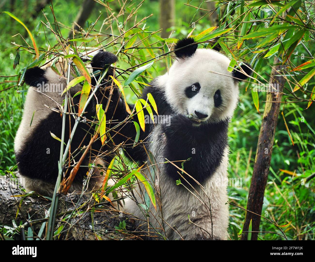 Hungry panda bears eating bamboo in forest Stock Photo - Alamy