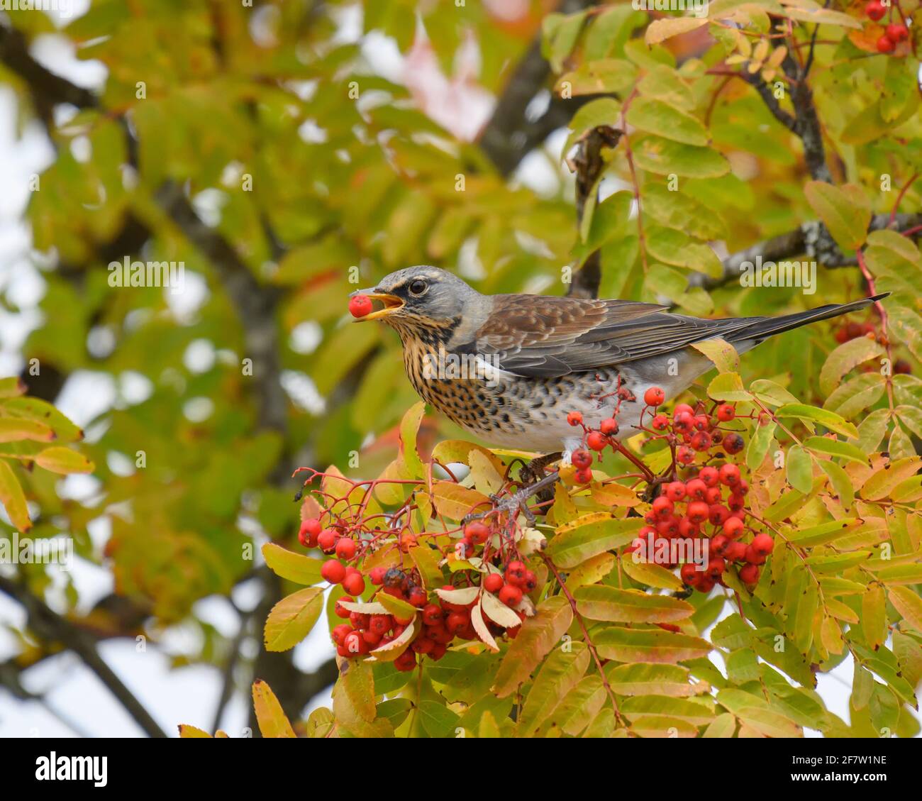Closeup shot beautiful fieldfare hi-res stock photography and images ...