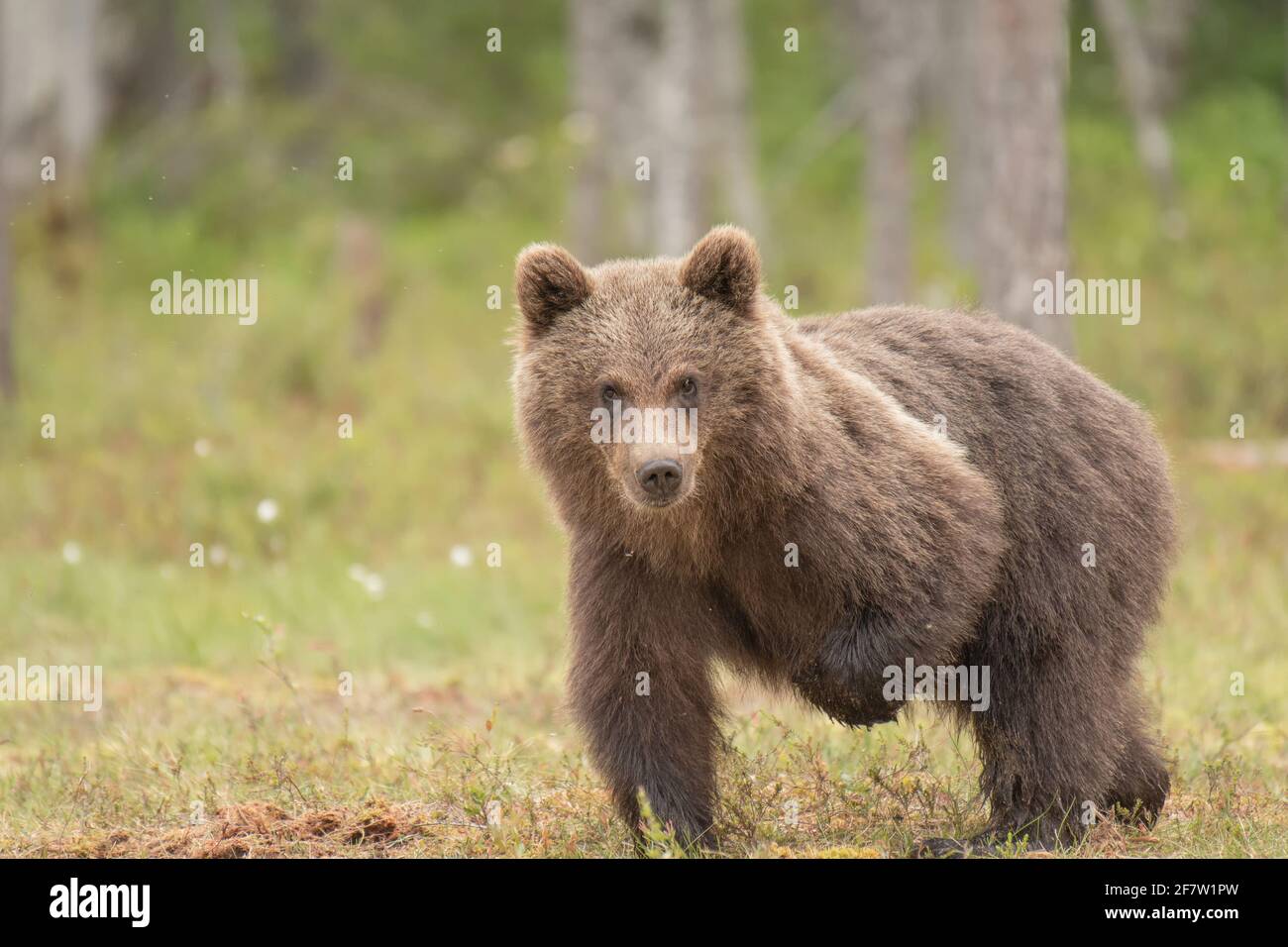 Brown bear scratch tree hi-res stock photography and images - Alamy