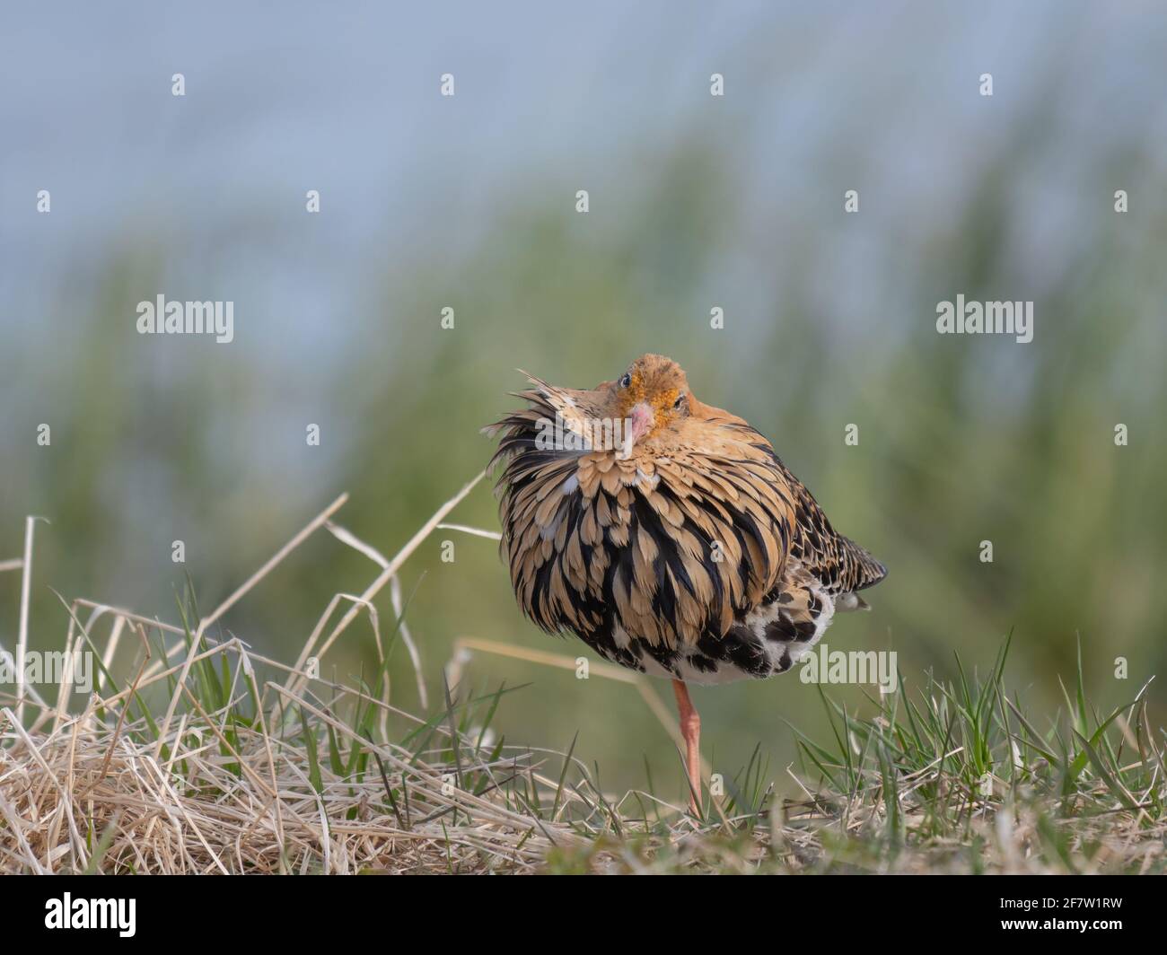 Ruff collar male hi-res stock photography and images - Alamy