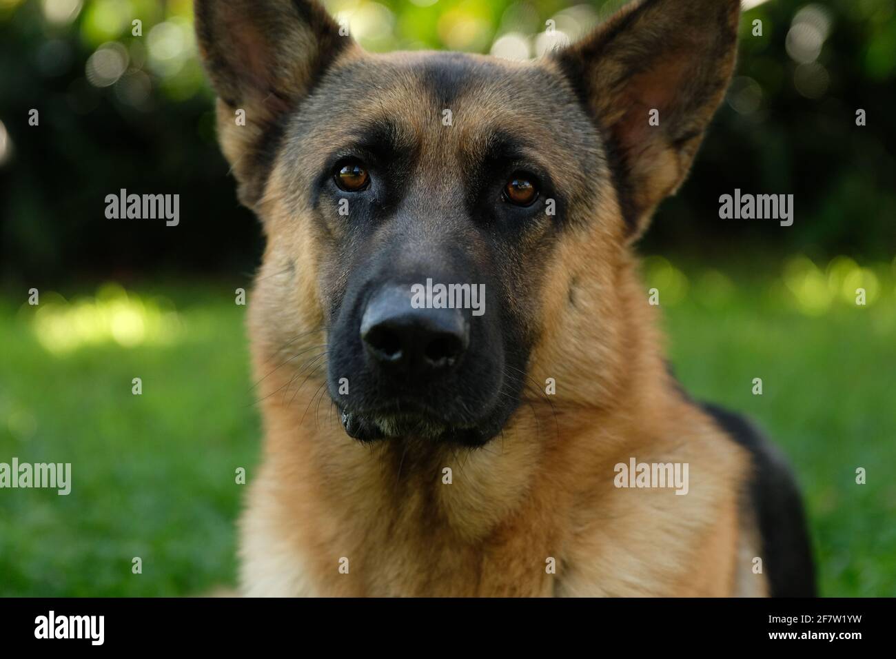 Beautiful German Shepherd Stock Photo - Alamy