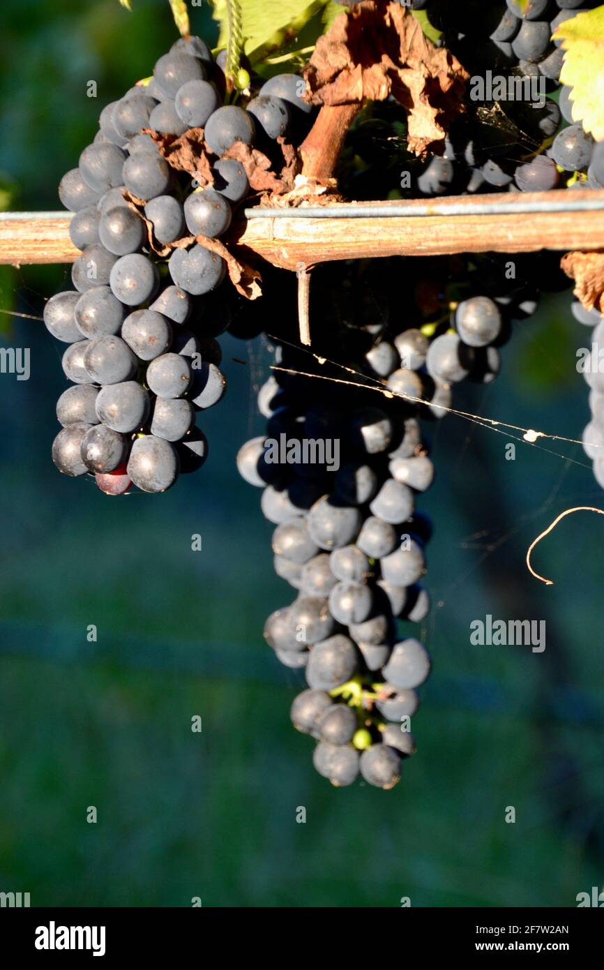 Pinot noir vines in winery hi-res stock photography and images - Alamy