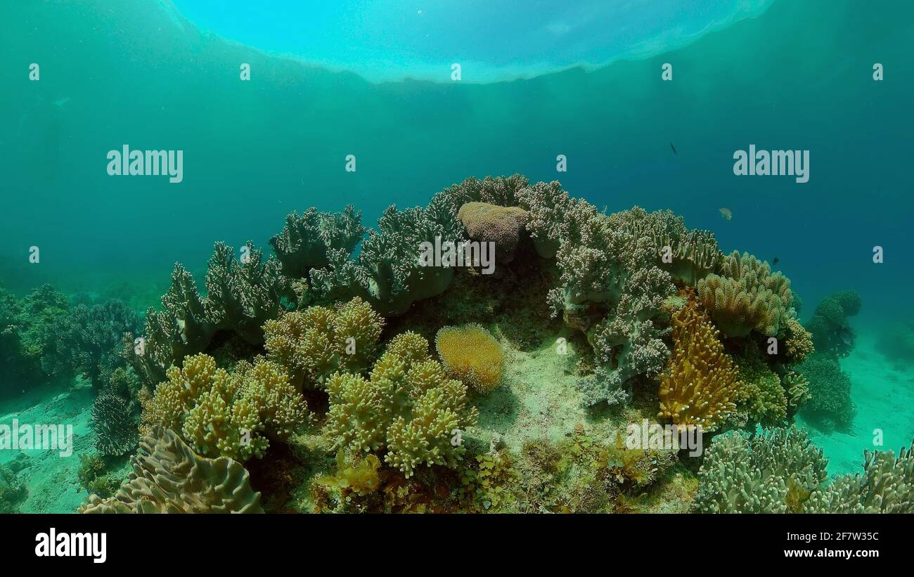 Tropical seascape underwater colourful fish hi-res stock photography ...