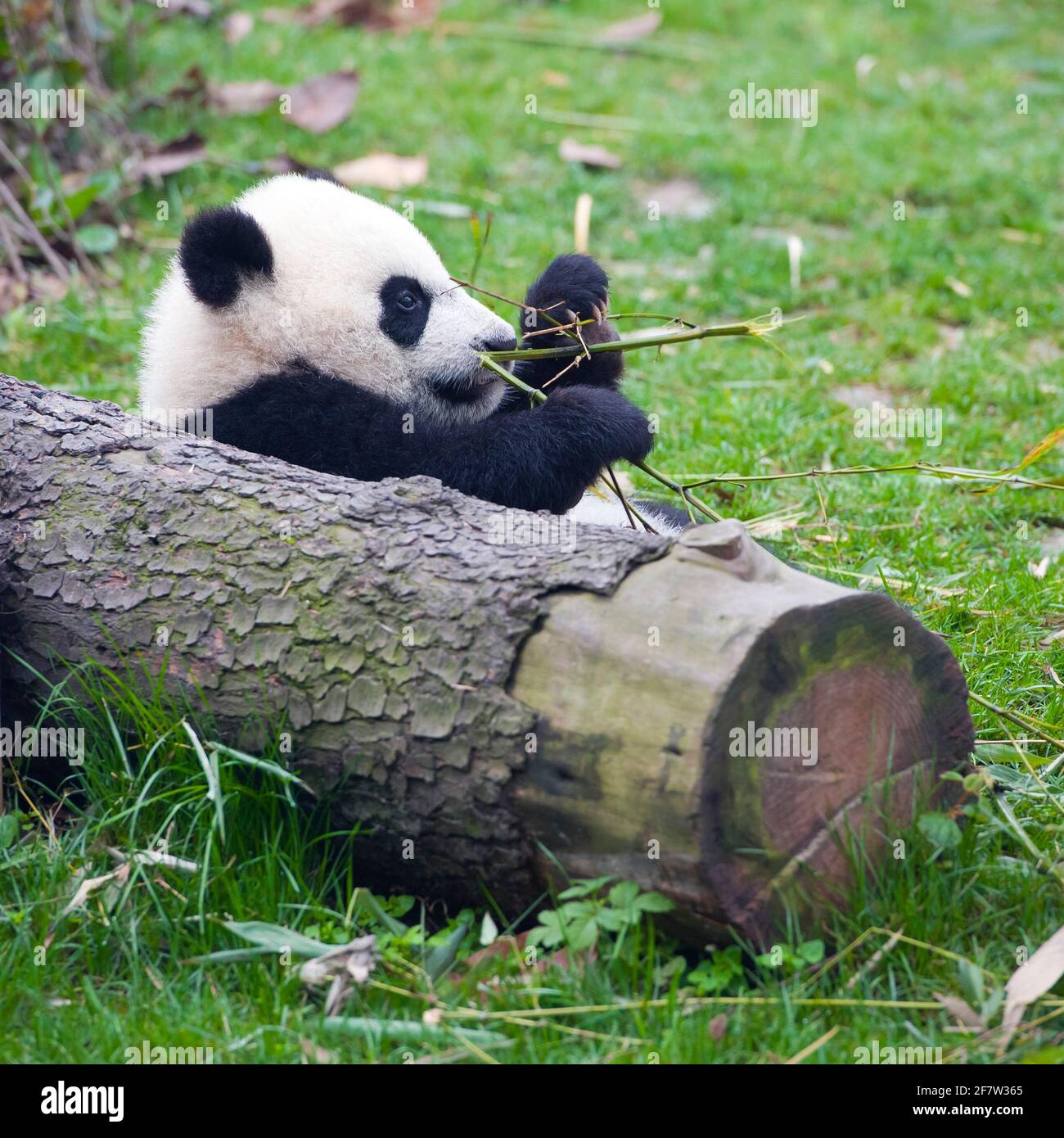 Hungry panda hi-res stock photography and images - Alamy