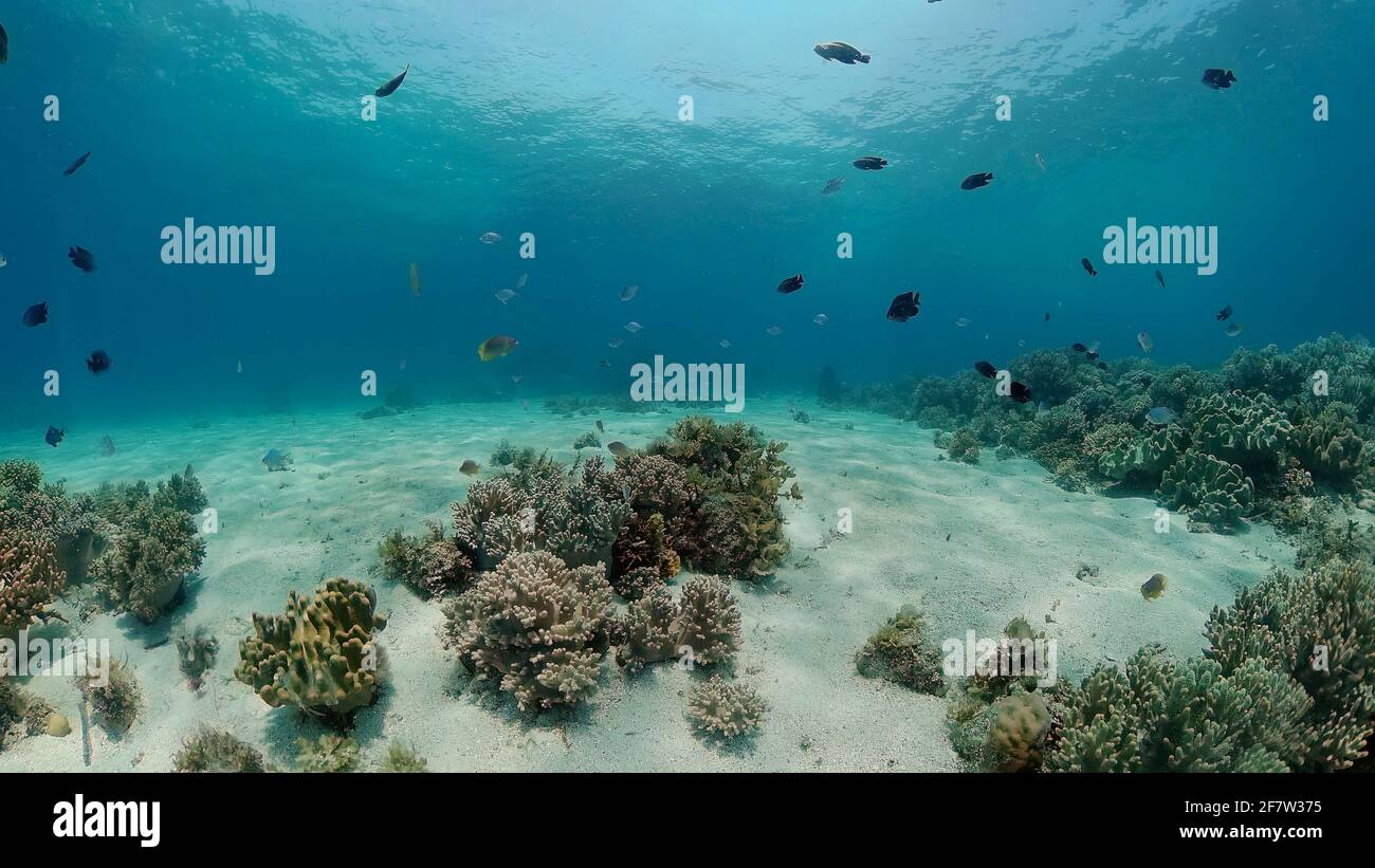 Underwater fish reef marine. Tropical colorful underwater seascape with ...