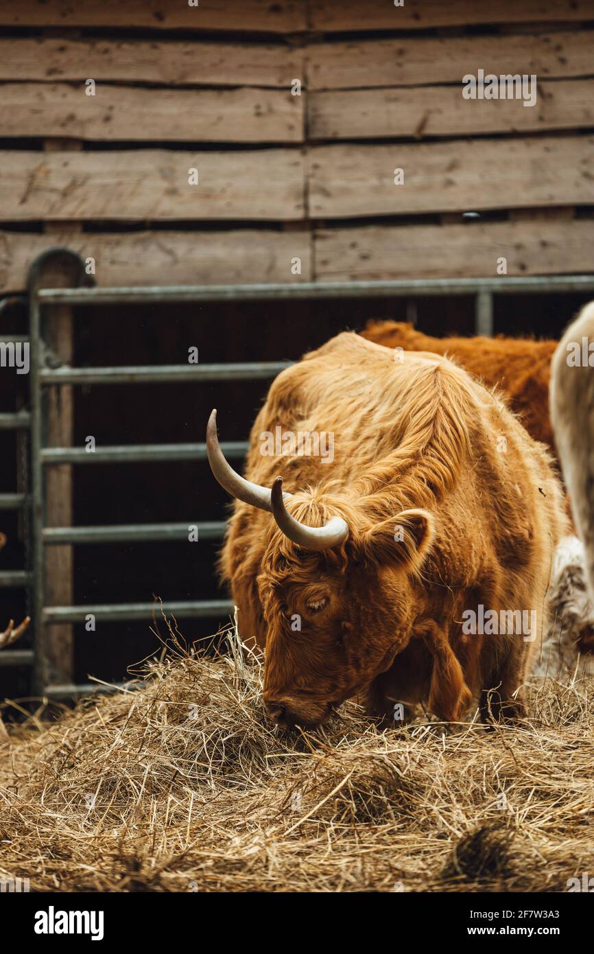 Highland horned cattle in the grazing field at daytime Stock Photo - Alamy