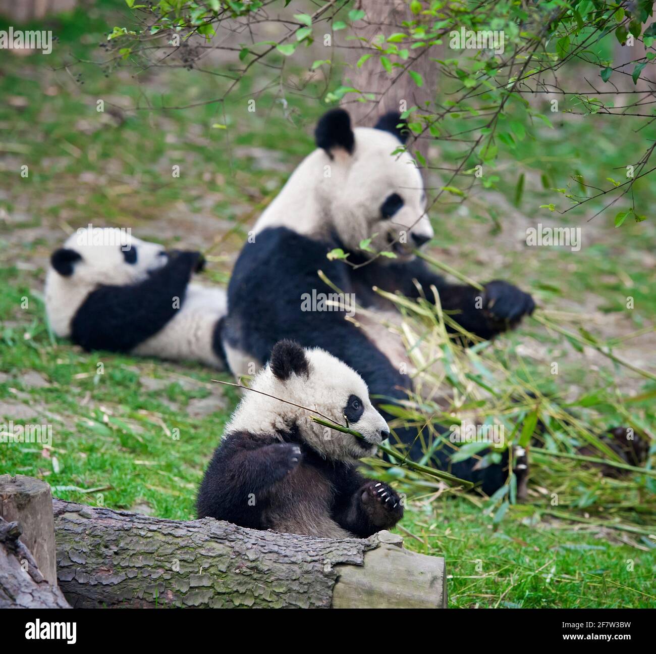 Panda family eating bamboo together Stock Photo - Alamy