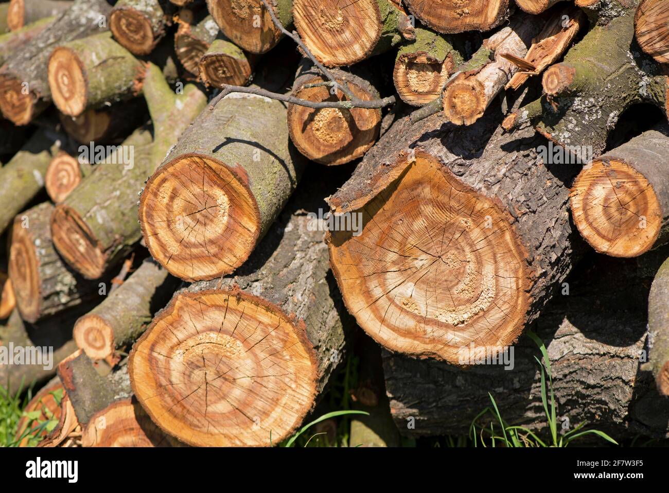 A cross section of a cut tree closeup shows with saw dust partially ...