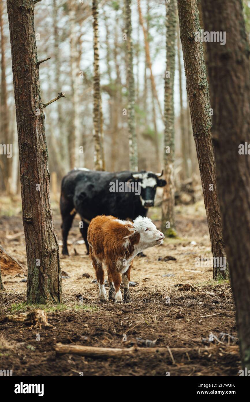 Selective breeding cattle hi-res stock photography and images - Alamy
