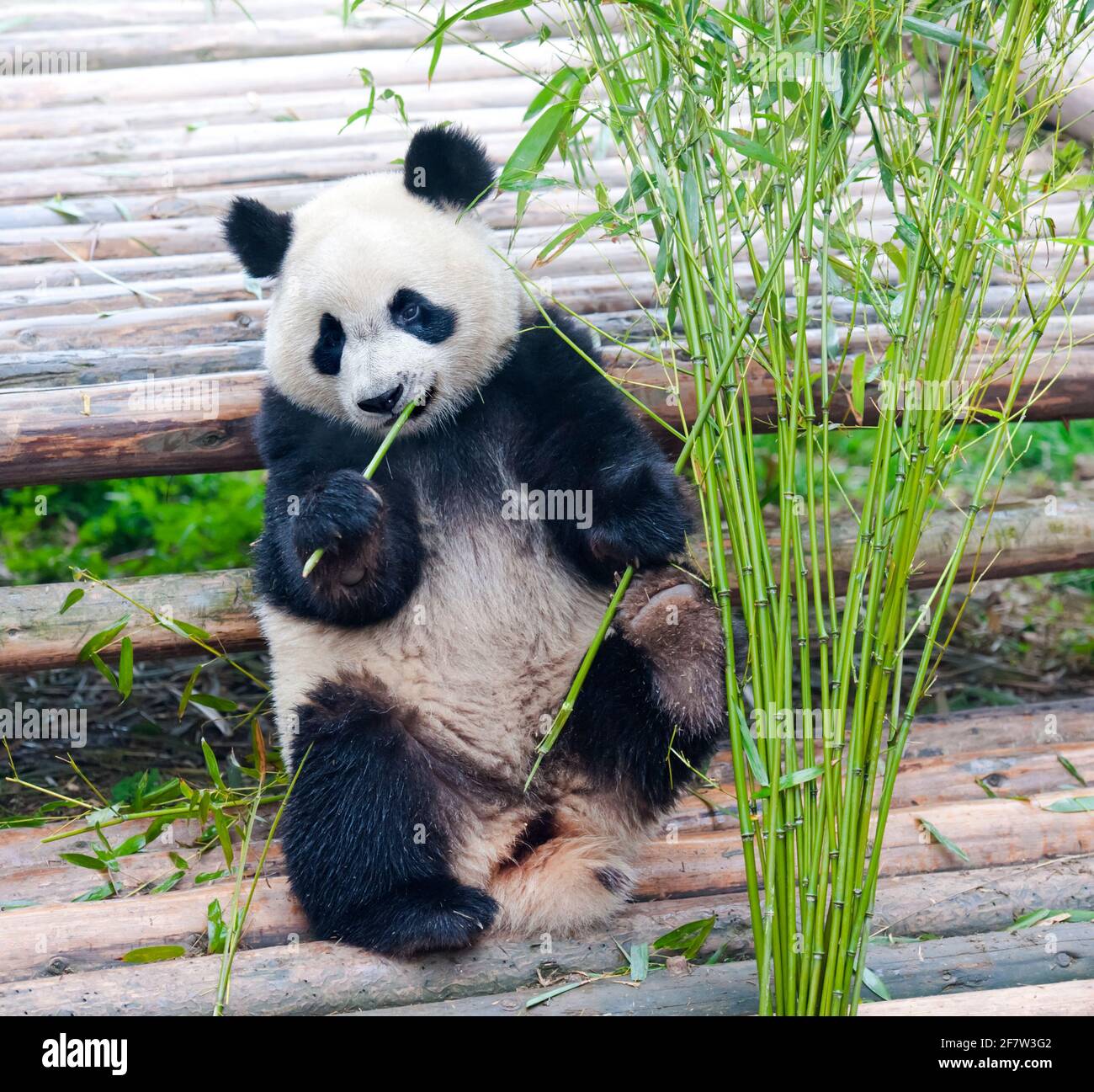 Hungry panda hi-res stock photography and images - Alamy
