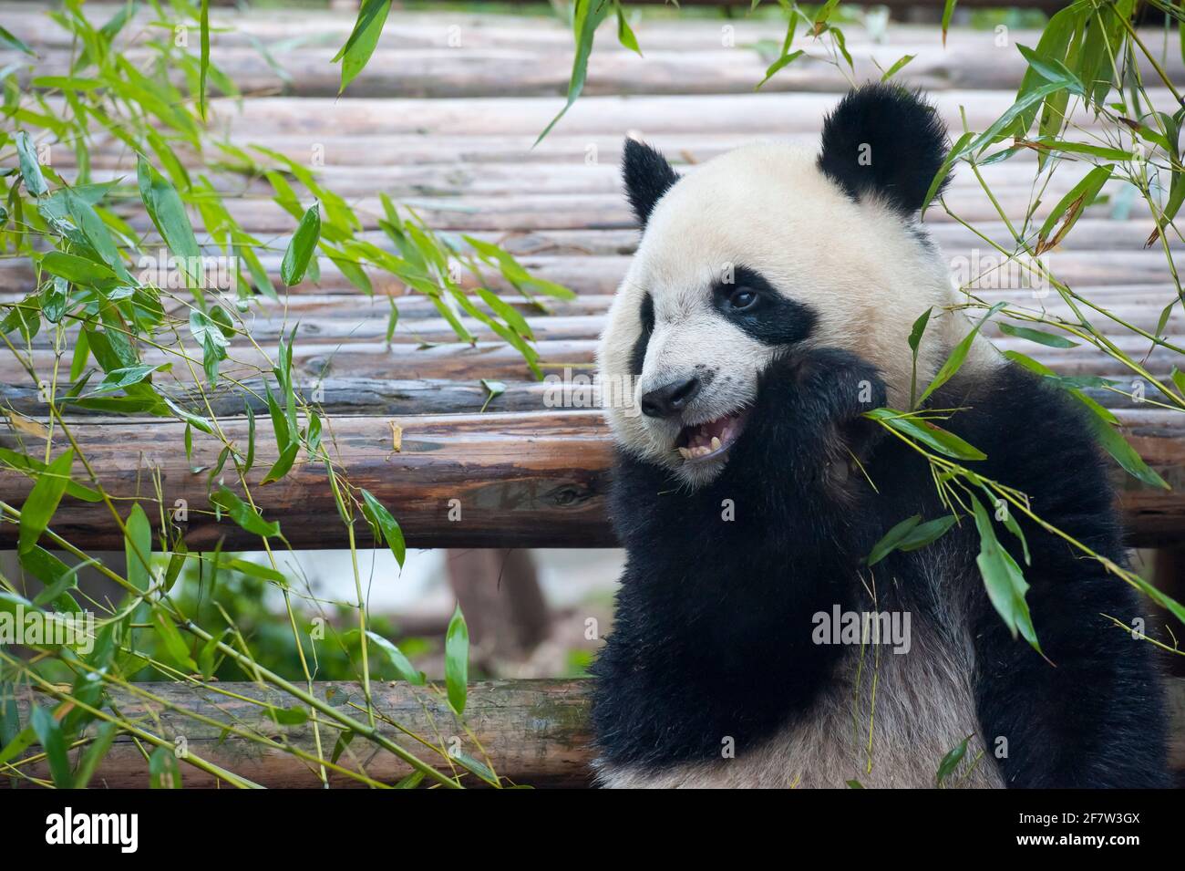 Giant panda bear eating bamboo Stock Photo - Alamy