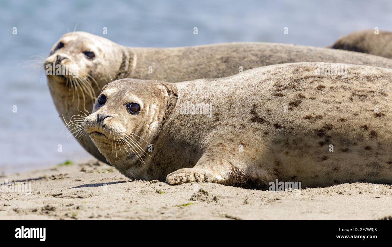 Monterey bay harbor seal hi-res stock photography and images - Alamy