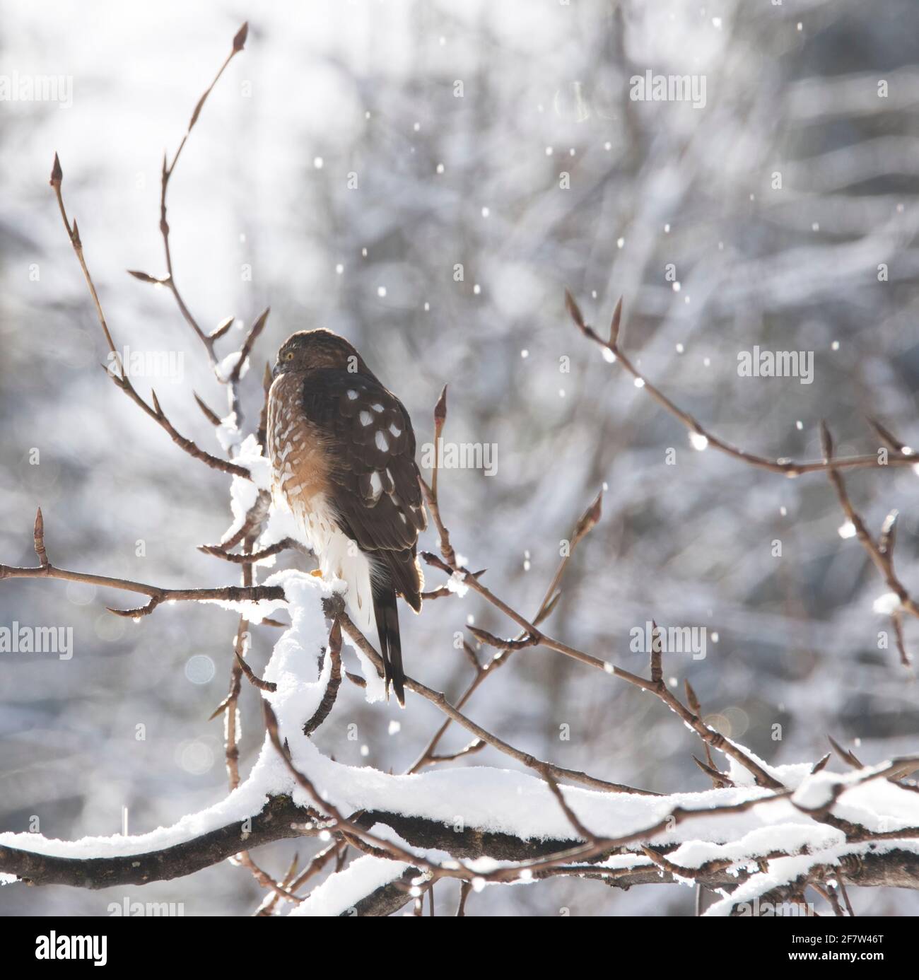 Sharp-shinned hawk on a tree branch in winter with light snow falling ...