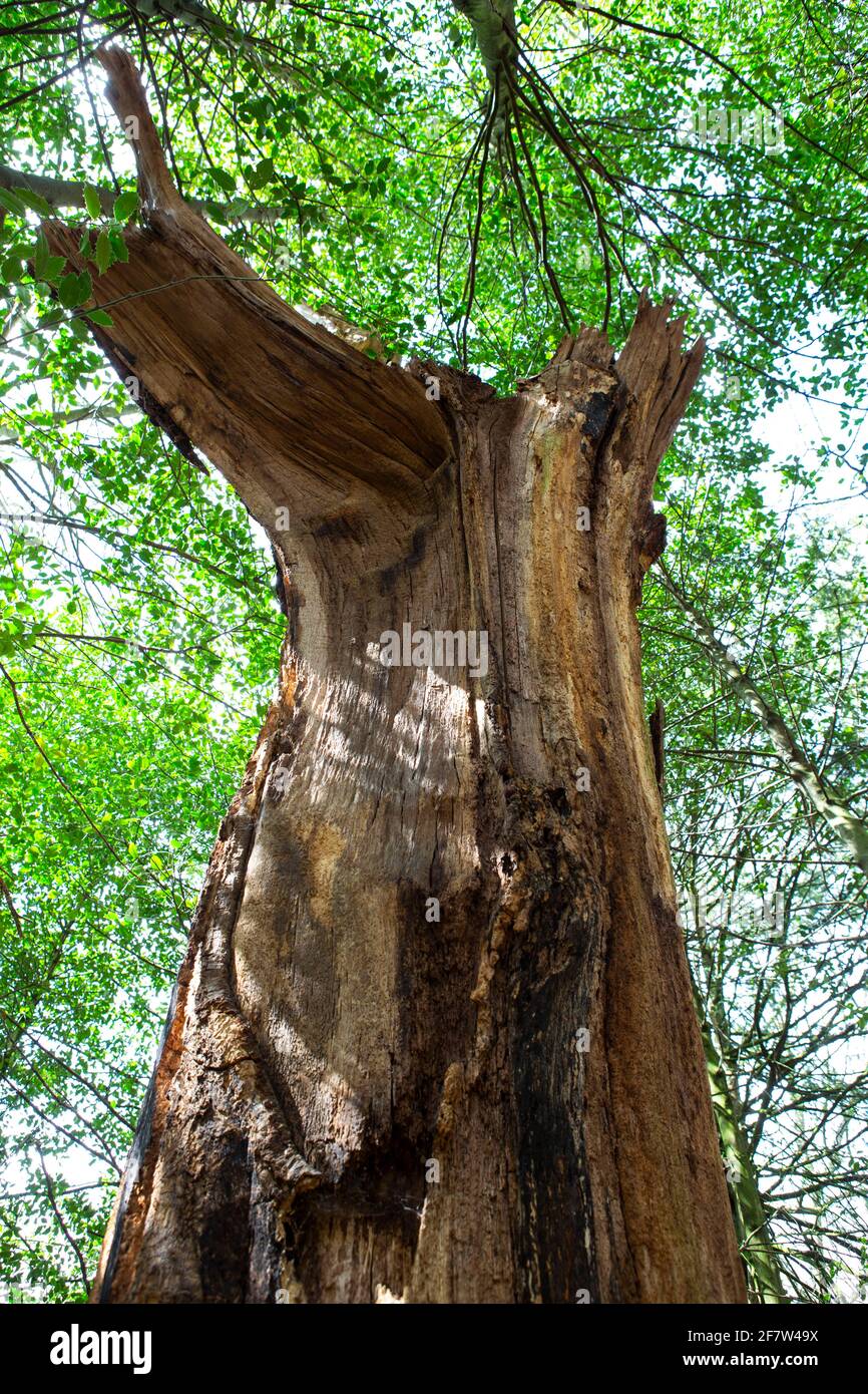 Ancient tree viewed from above Stock Photo - Alamy