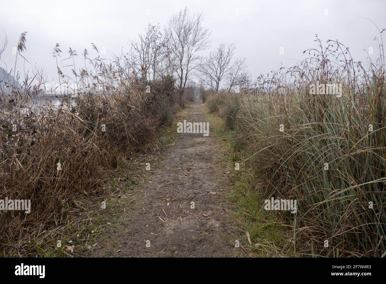 Narrow path through reeds by the lake Stock Photo - Alamy