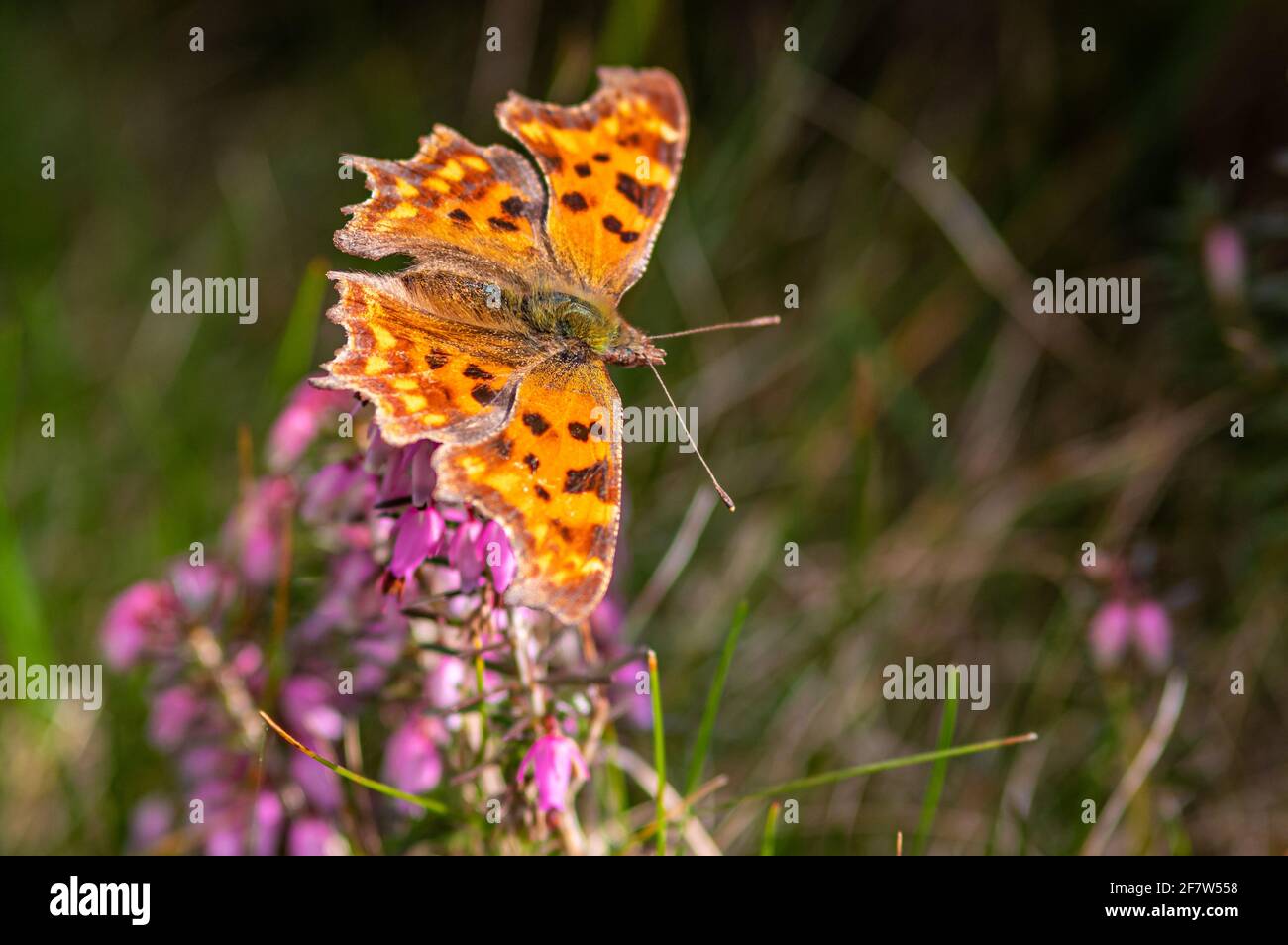 Closeup shot of a Nymphalidae butterfly sitting on the purple Erica ...