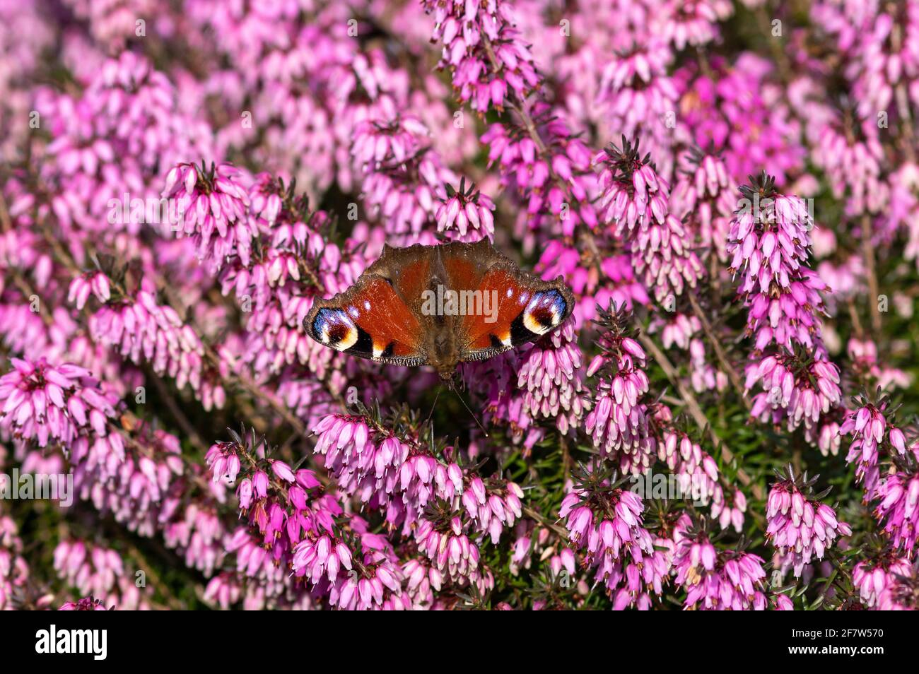 Butterfly of peacock eye sitting on the purple Erica darleyensis flower ...