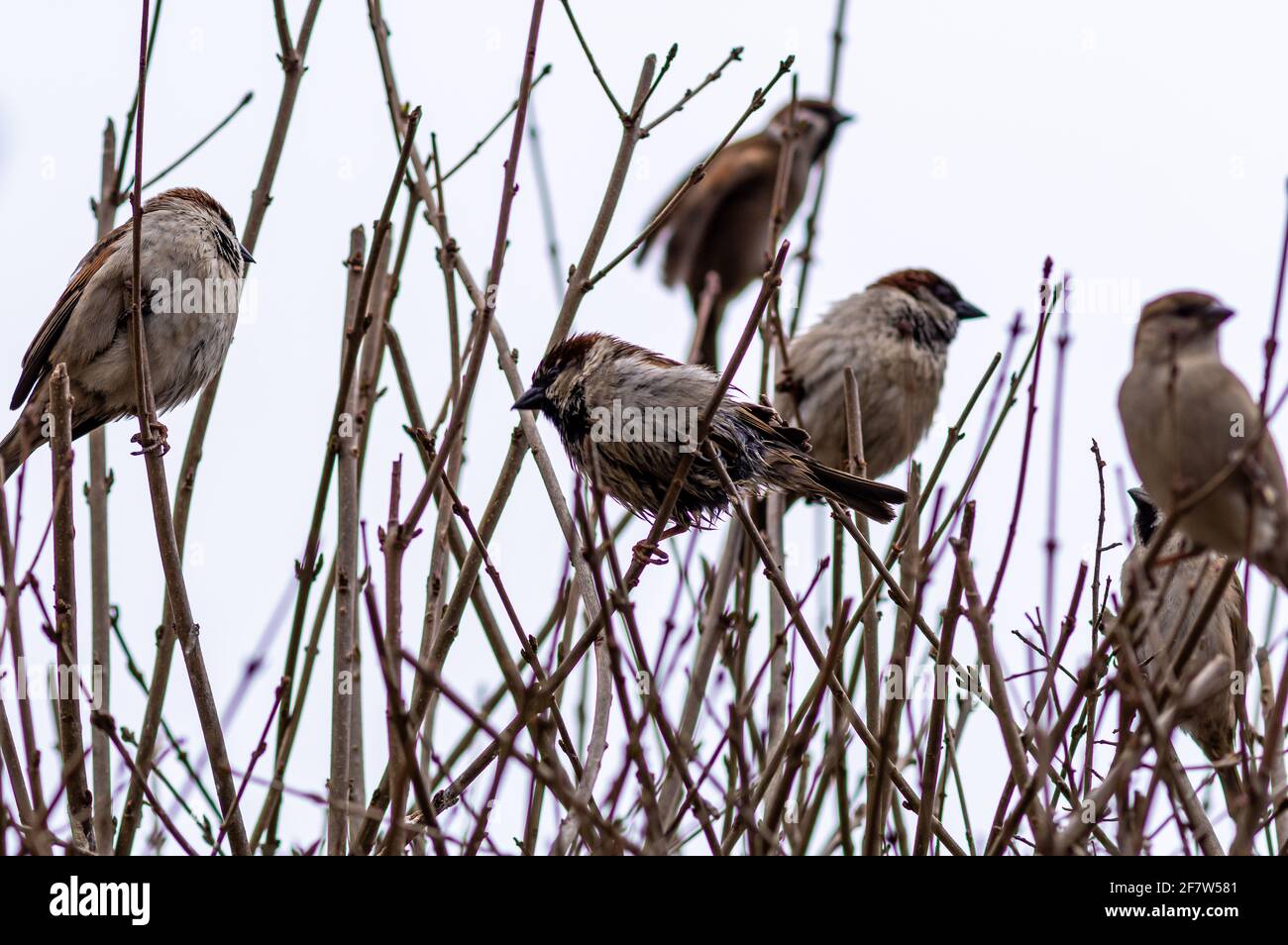 Closeup shot of little sparrow birds on a tree branch Stock Photo - Alamy