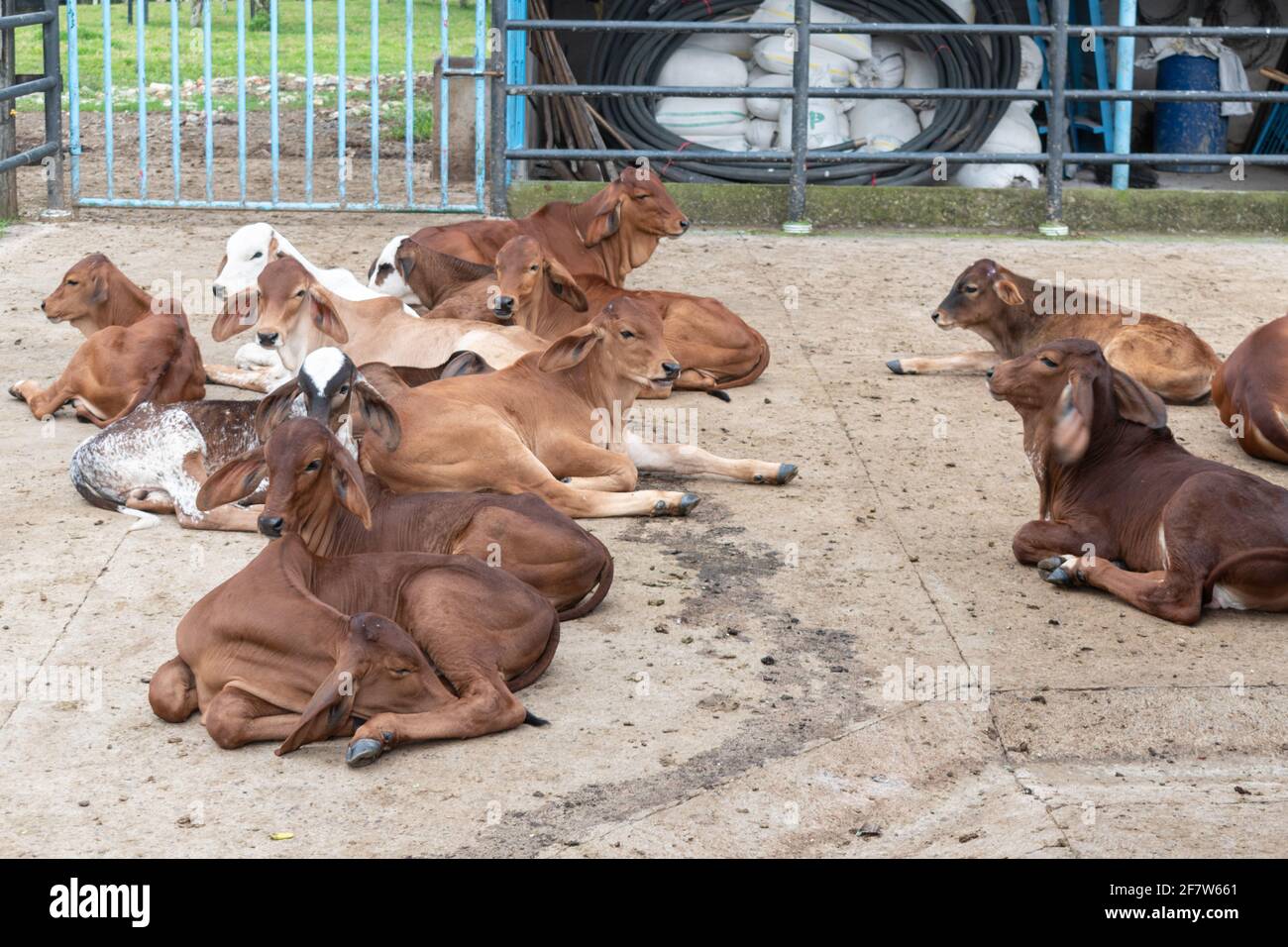 Group of young cows sitting on the ground in a farm surrounded by metal ...