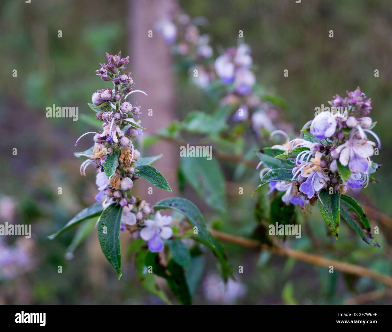 Lilac chastetree hi-res stock photography and images - Alamy