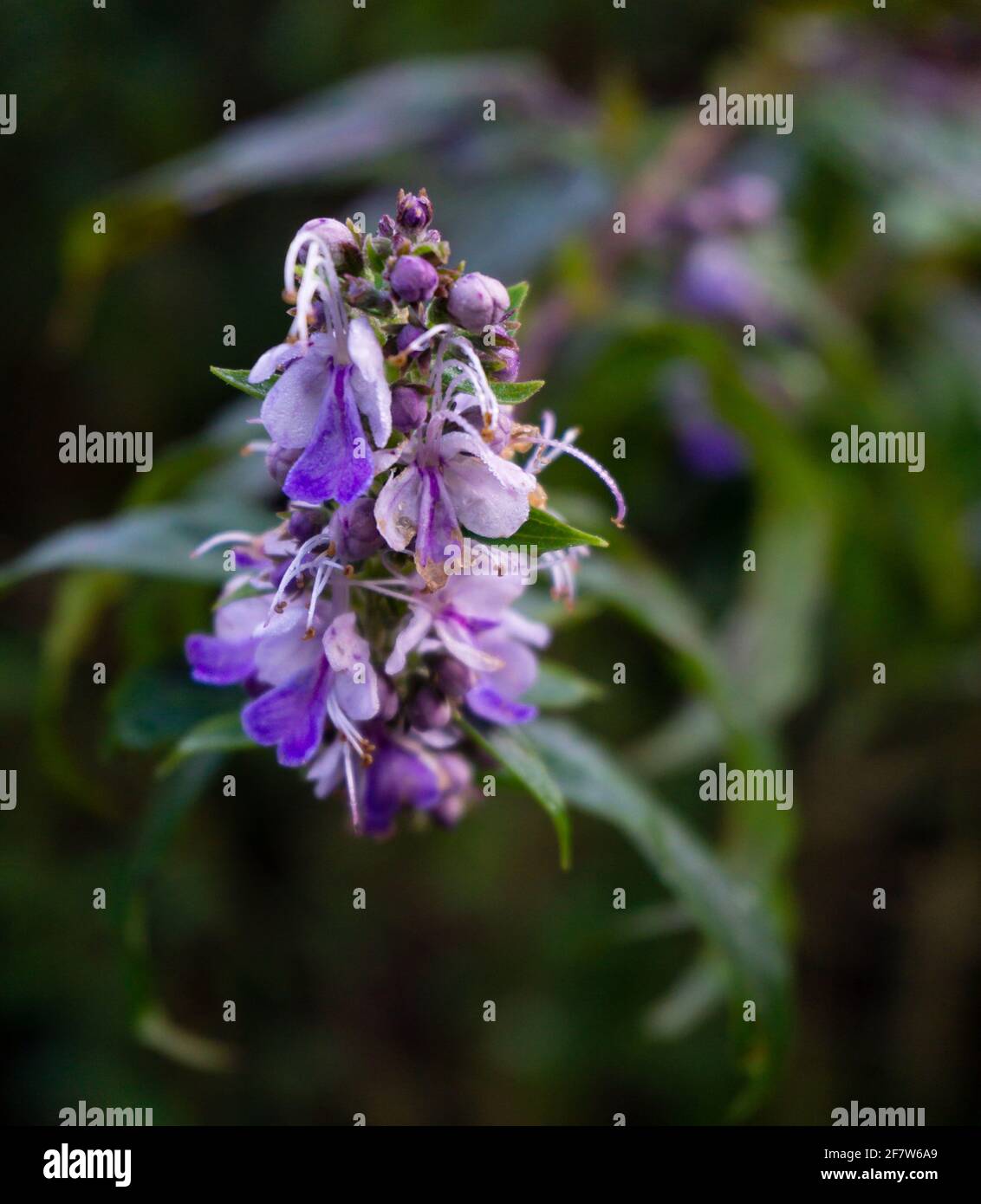 Vitex agnus-castus, also called vitex, chaste tree (or chastetree ...