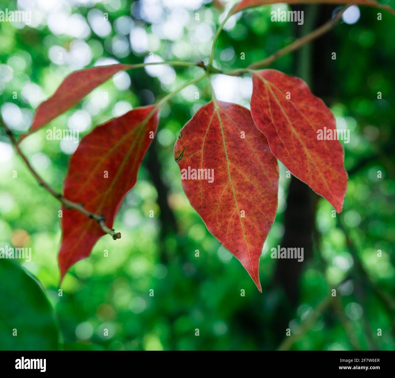 A close up shot of camphor laurel leaves which turned red. Cinnamomum ...