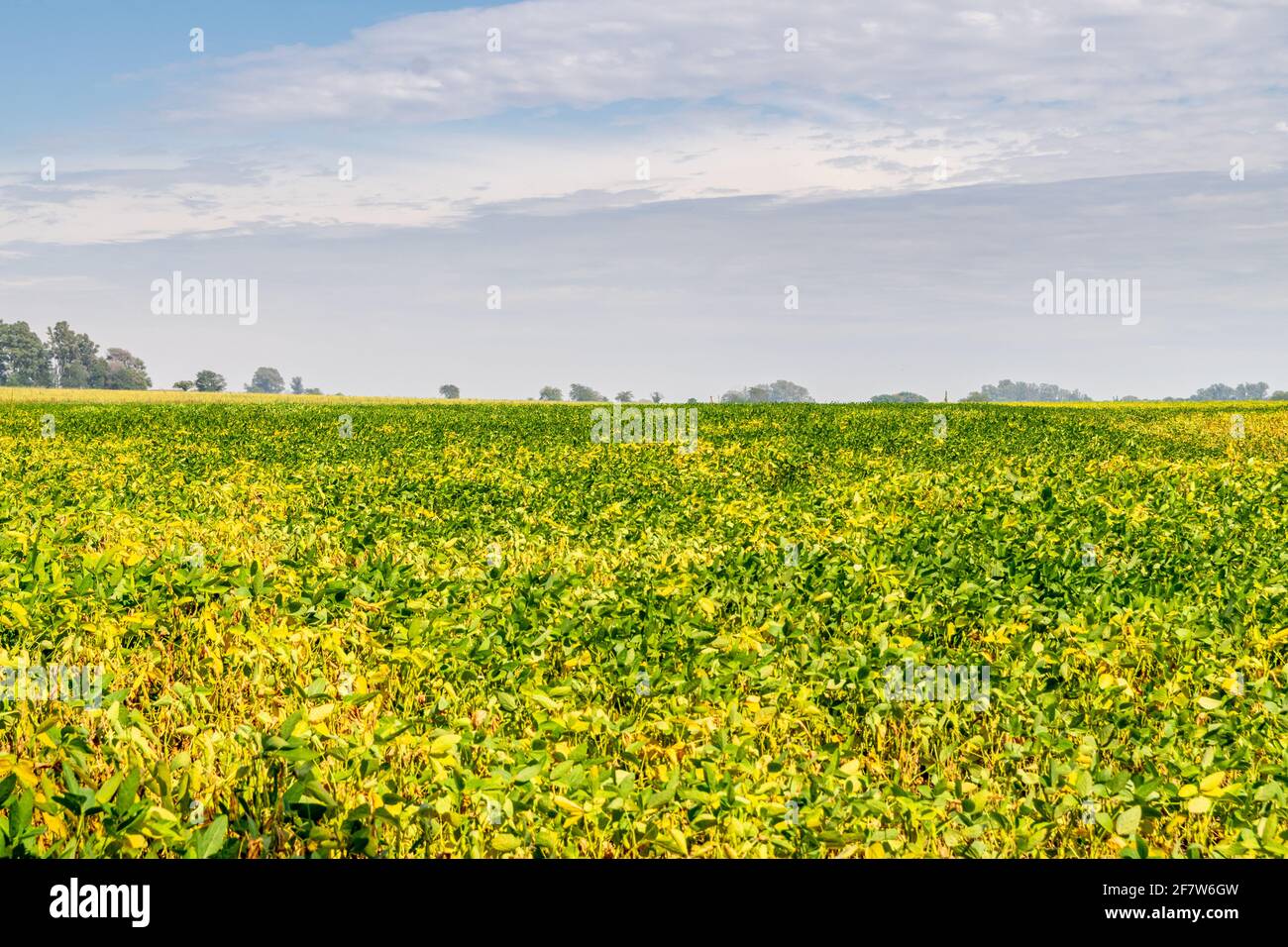 Mesmerizing view of a soy field against a blue and cloudy sky Stock ...