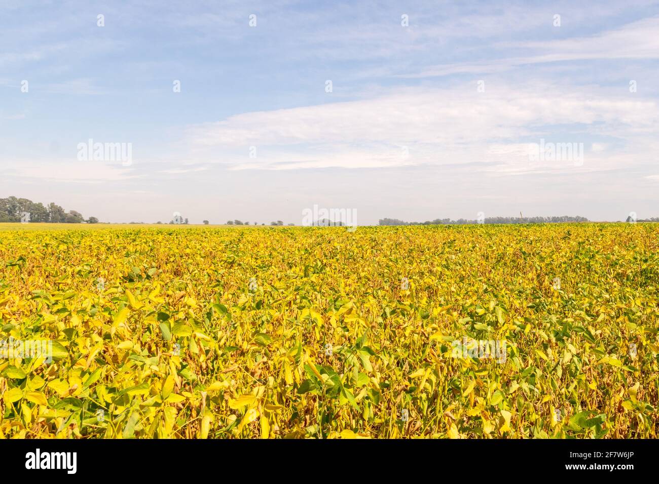 Mesmerizing view of a soy field against a blue and cloudy sky Stock ...