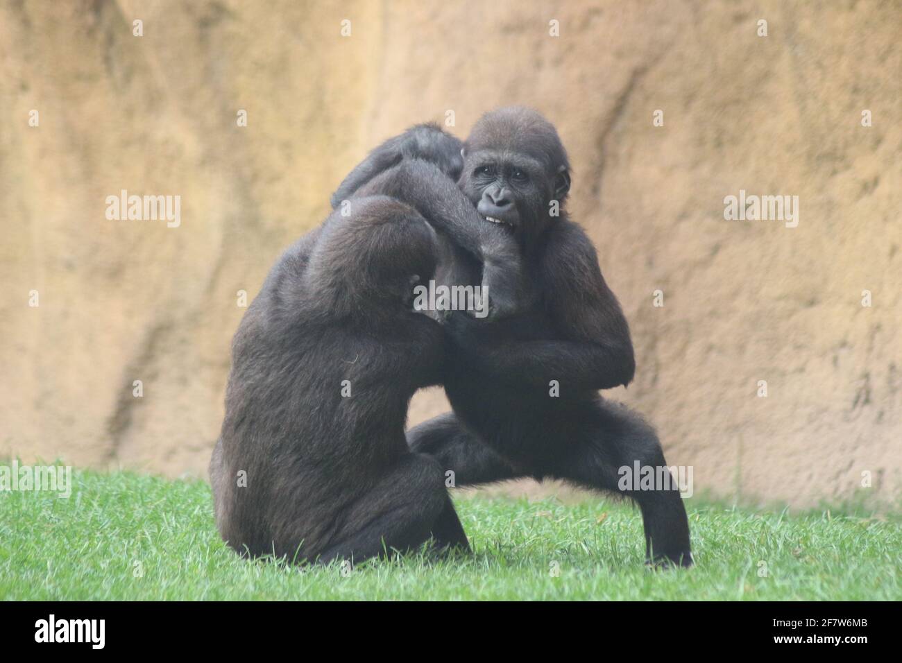 Black gorillas in a zoo Stock Photo - Alamy