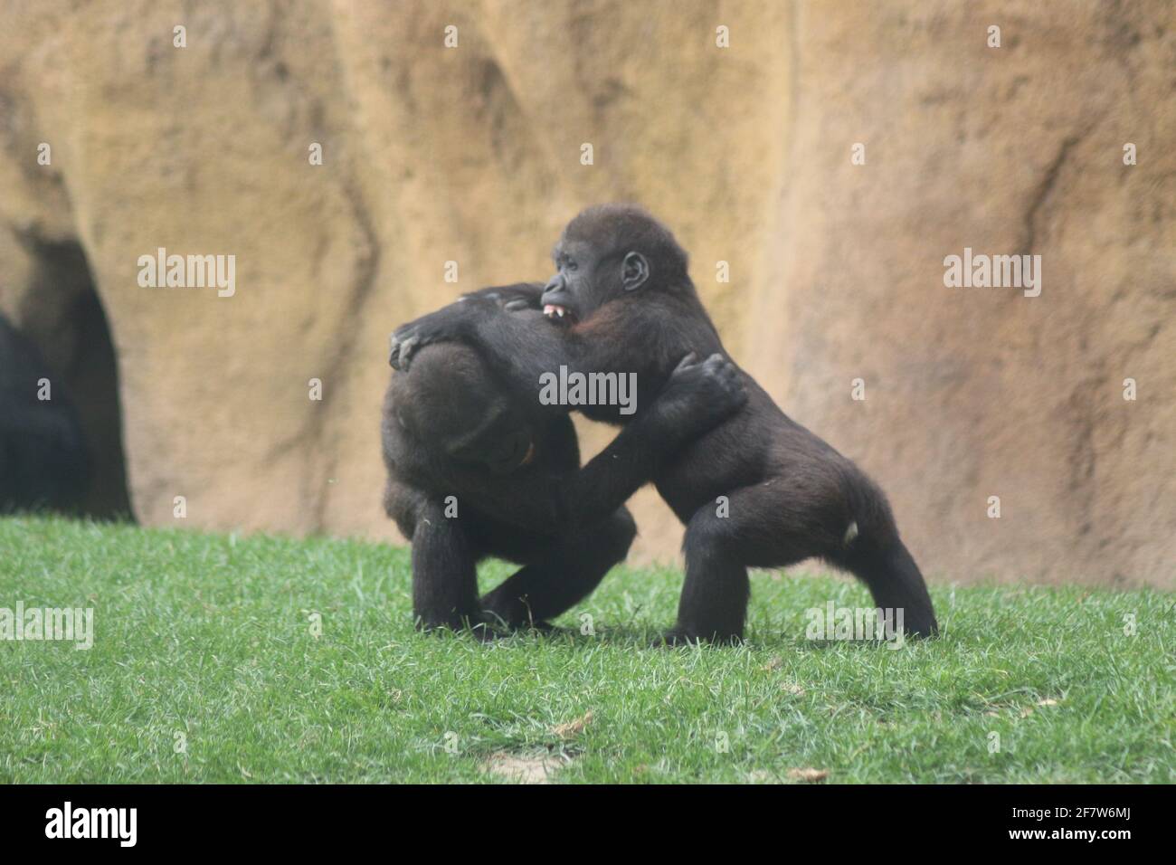 Black gorillas in a zoo Stock Photo - Alamy