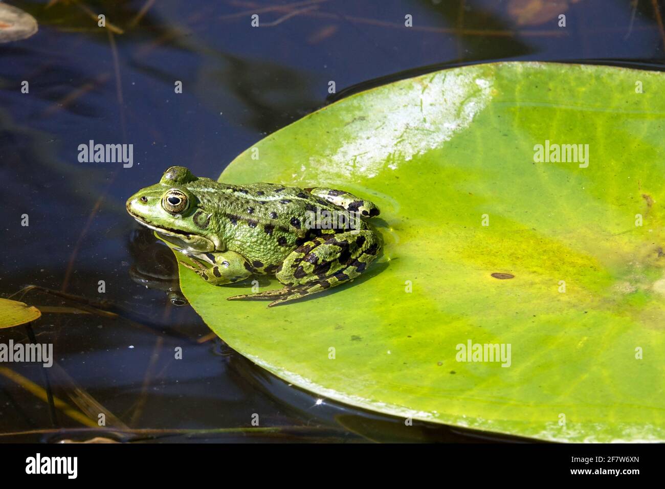 Small green frog hi-res stock photography and images - Alamy