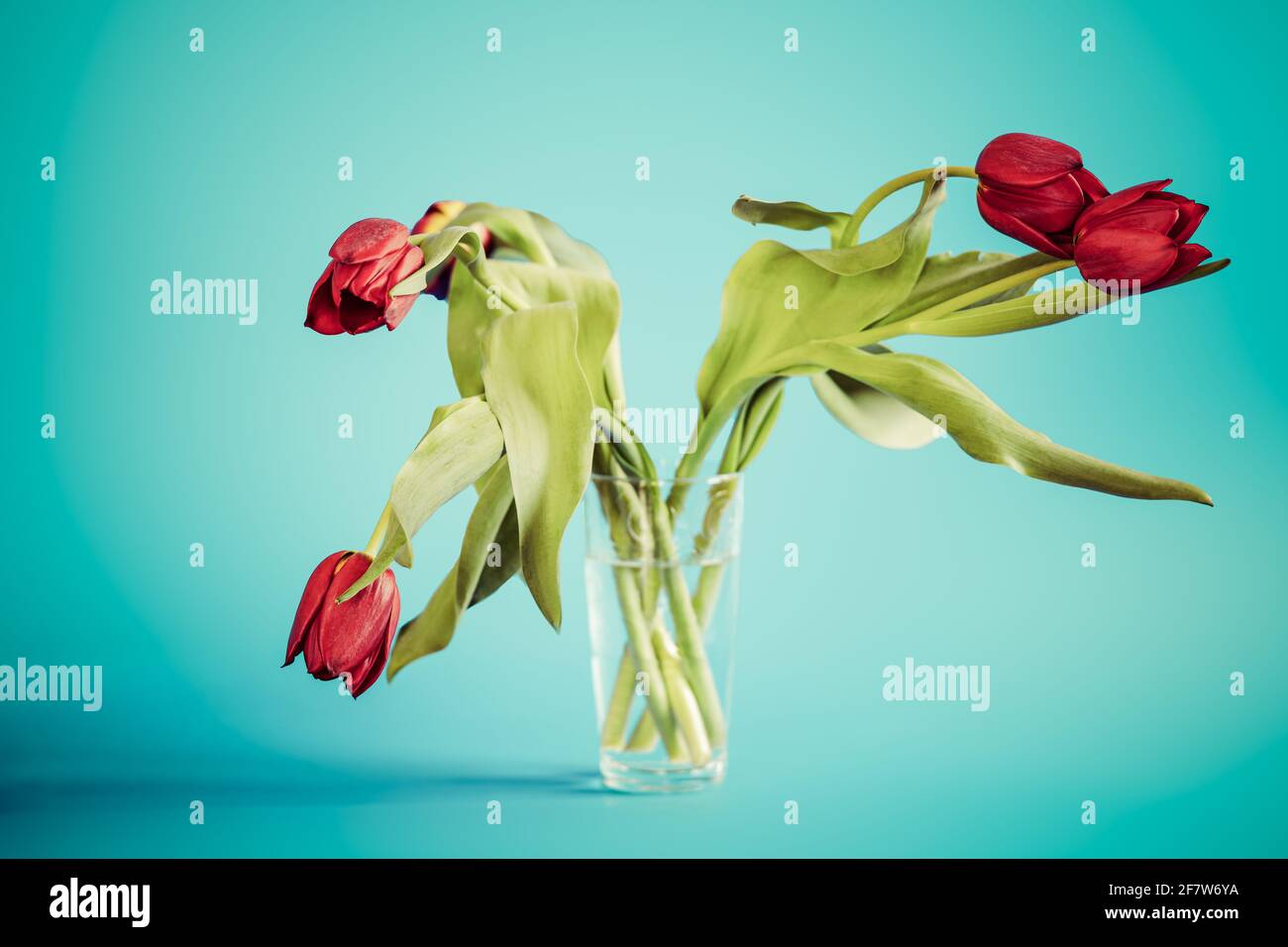 Limp flower hi-res stock photography and images - Alamy