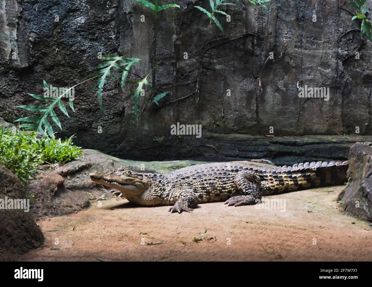 Crocodile cage hi-res stock photography and images - Alamy