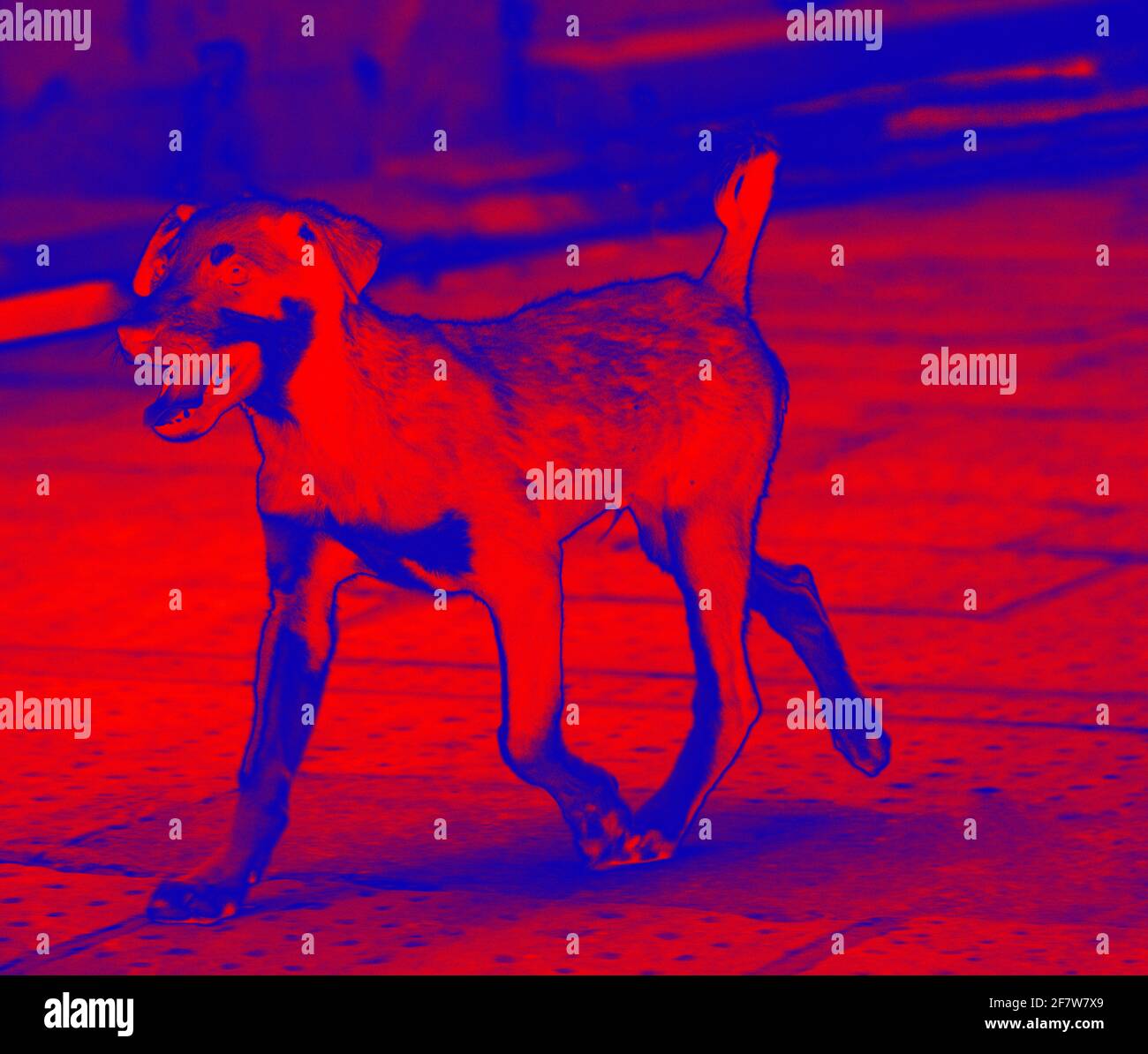 Portraits of dogs. Scanning the animal's body temperature with a ...