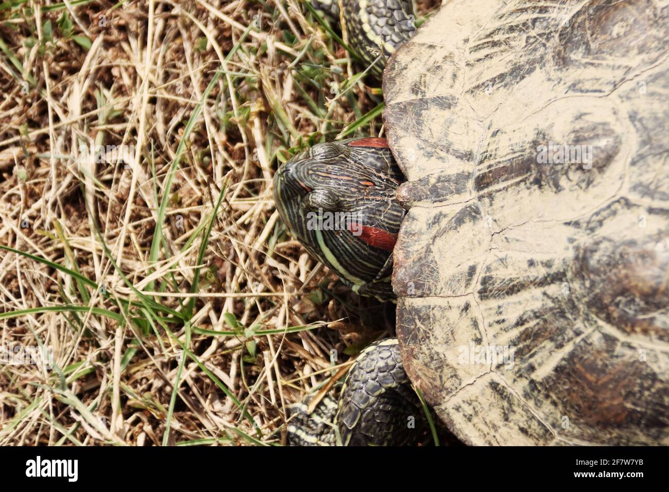 Amboina box turtle (Cuora amboinensis) on the shore of a pond ...